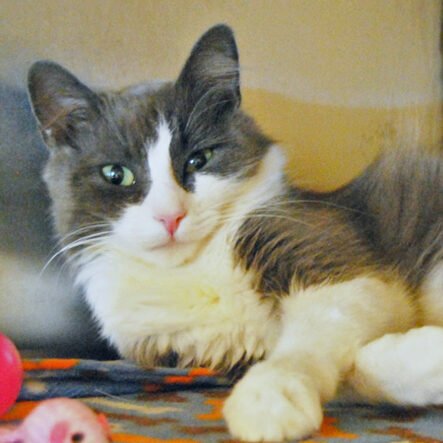 Justice – Pet Patrol