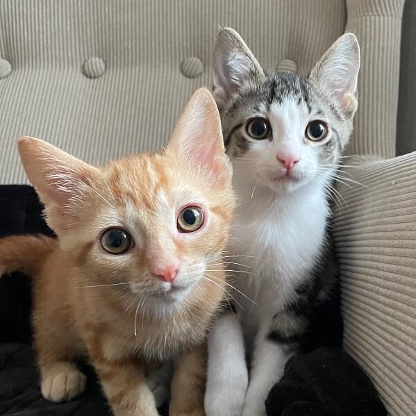 Scout & Sable – Pet Patrol