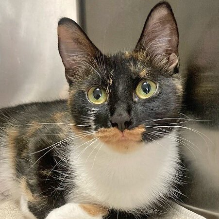 Lacey – Pet Patrol