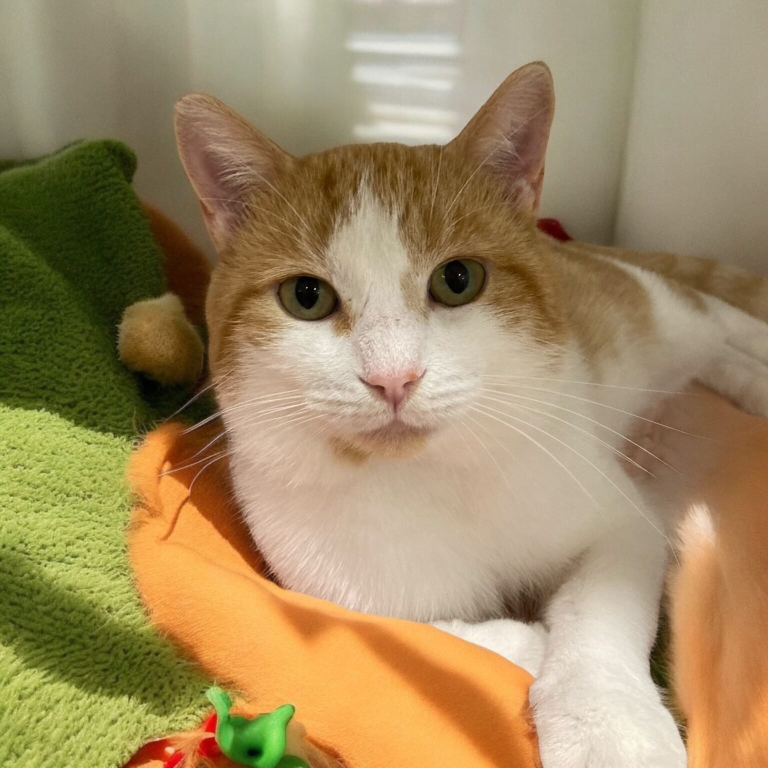 Iniko – Pet Patrol