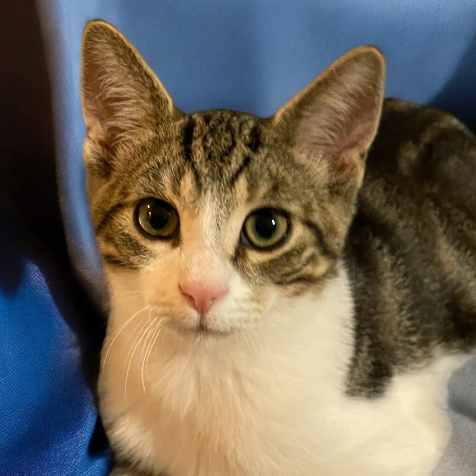 Auden – Pet Patrol