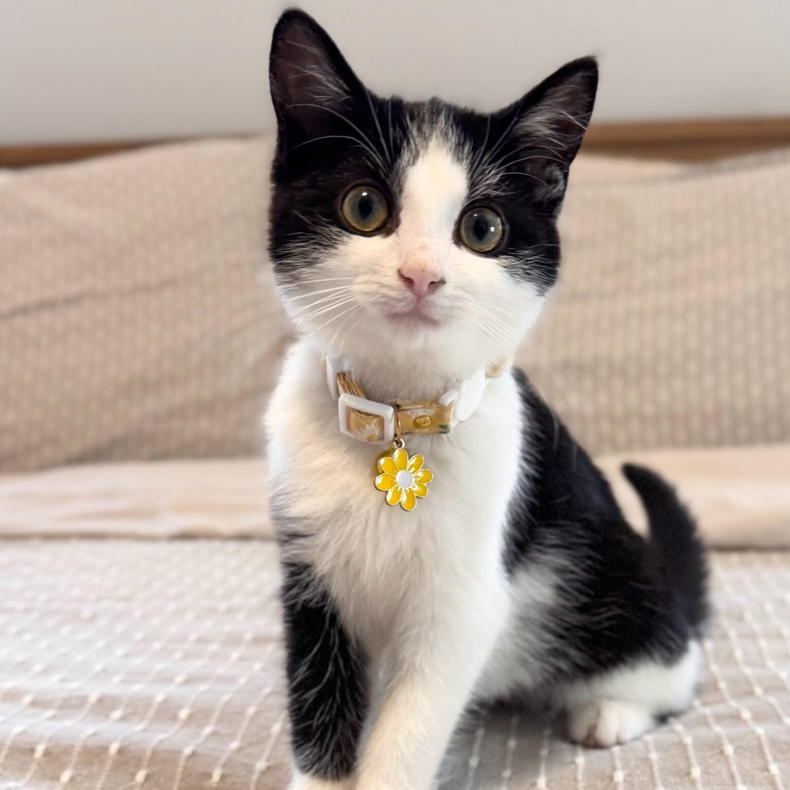 Tribble – Pet Patrol