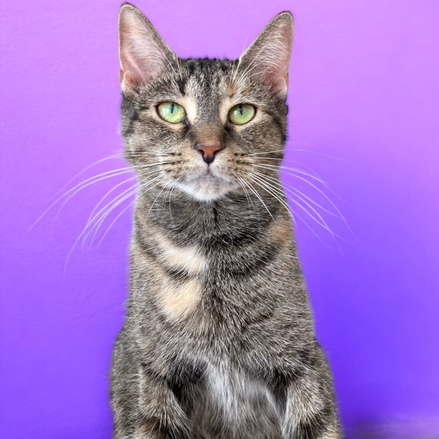 Fanta – Pet Patrol