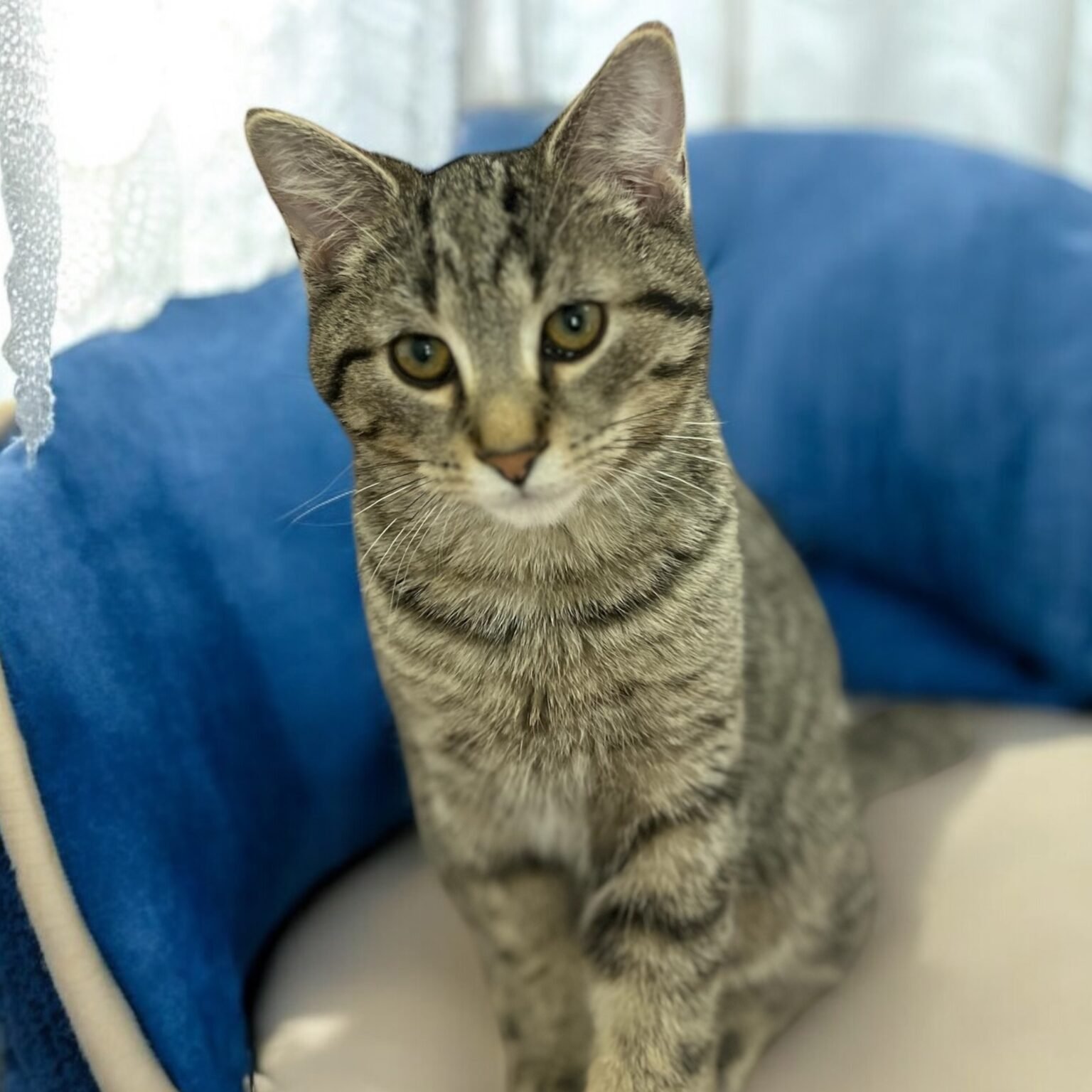 Sheldon – Pet Patrol