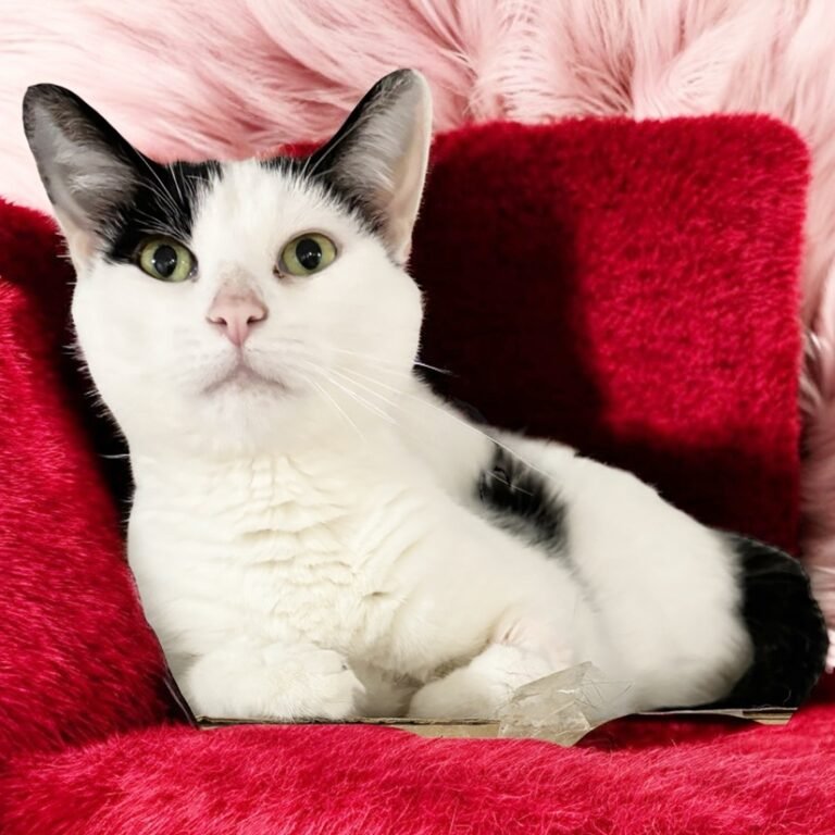 Neevi – Pet Patrol