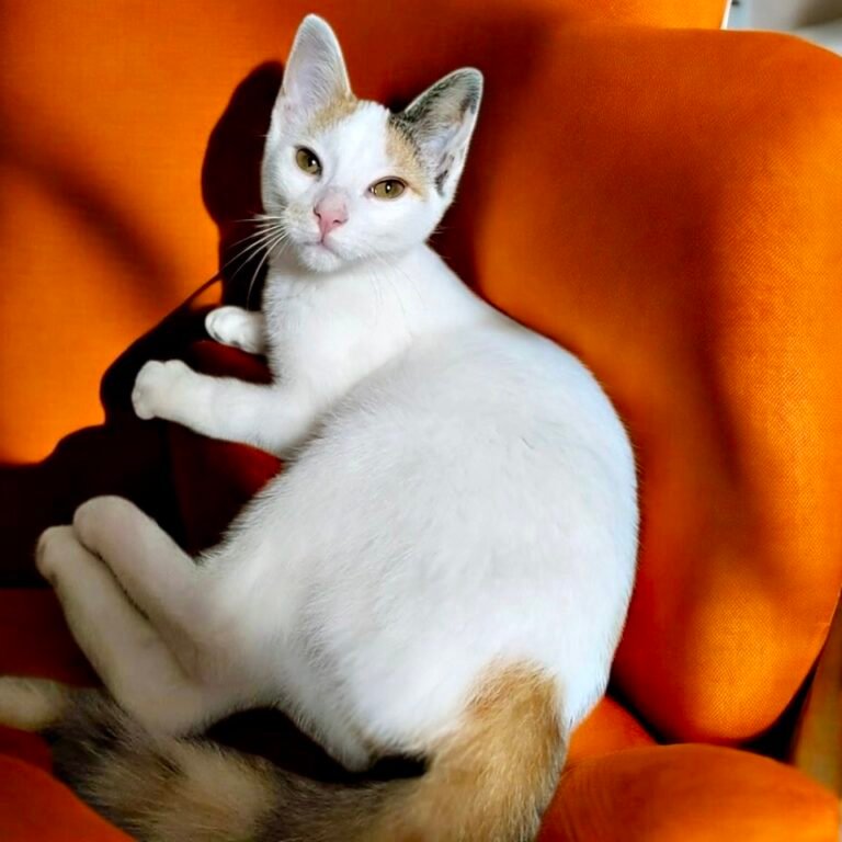 Juno – Pet Patrol