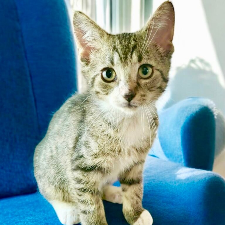 Katagan – Pet Patrol