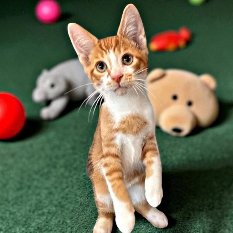Cooper – Pet Patrol