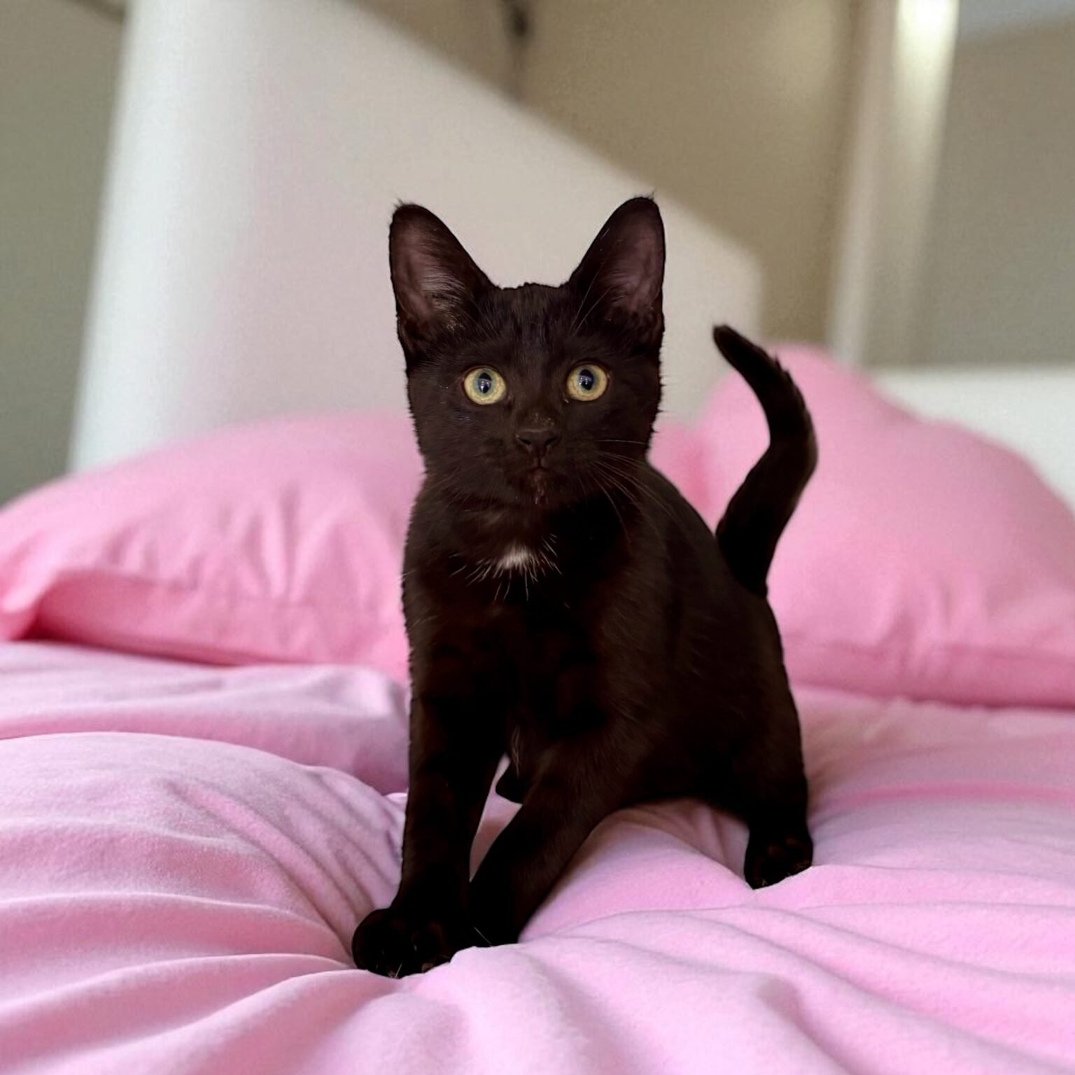 Gypsy – Pet Patrol