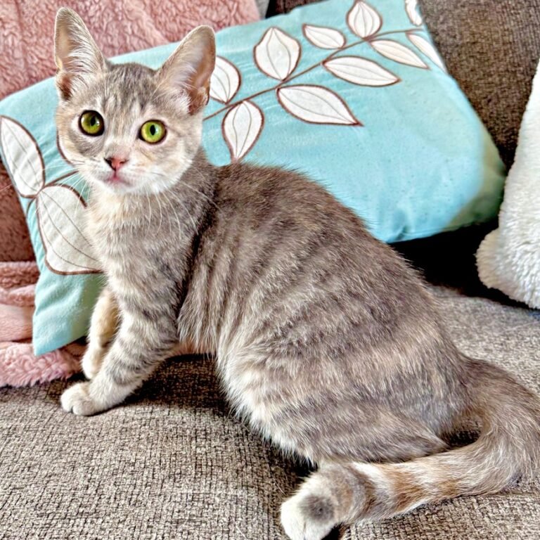 Holly – Pet Patrol