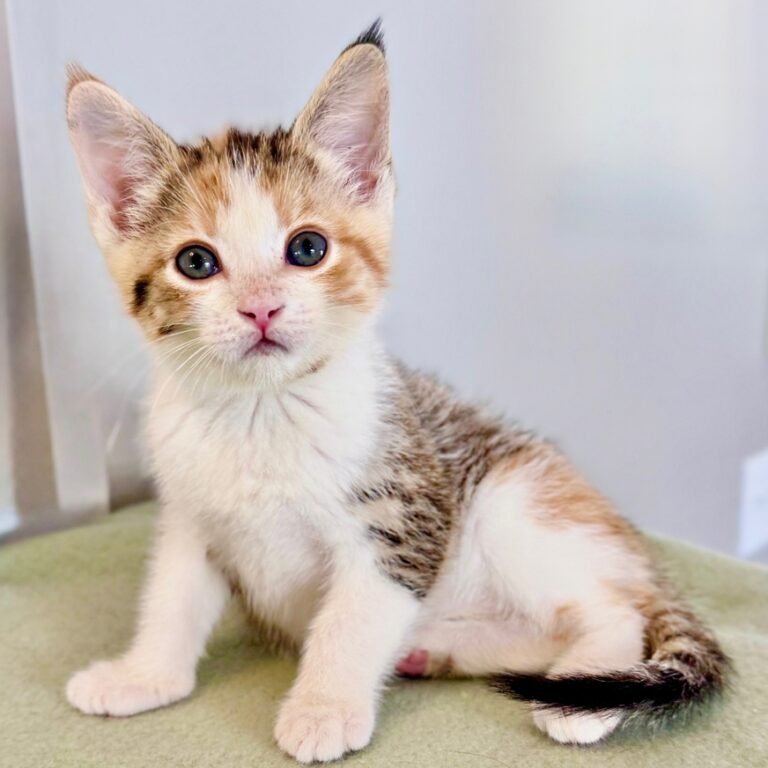 Inga – Pet Patrol