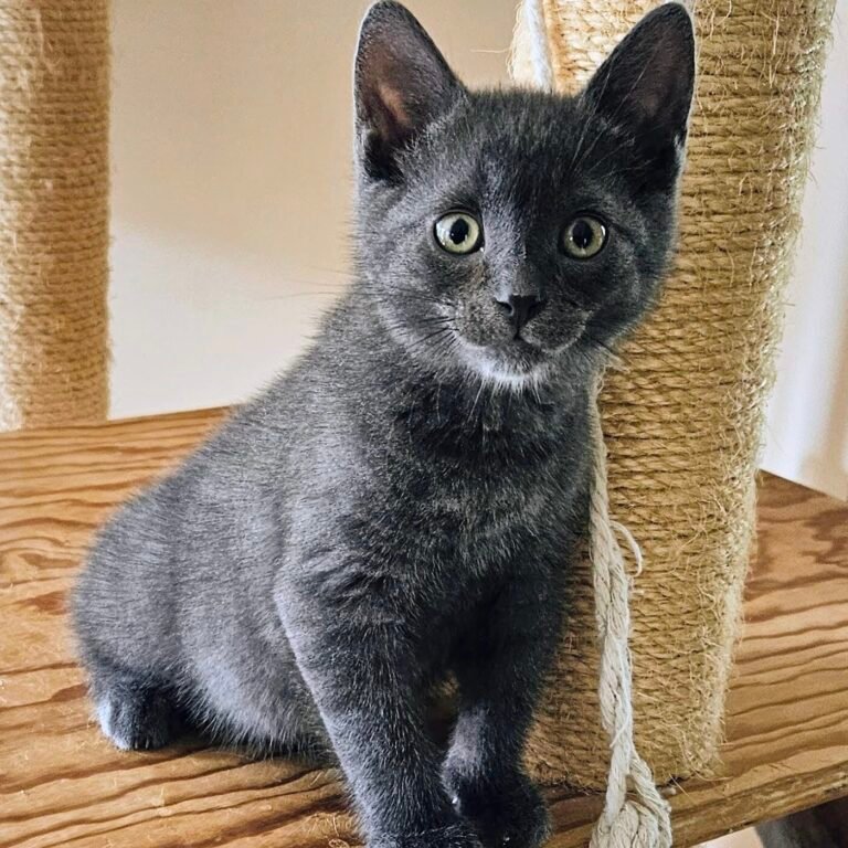 Cosmo – Pet Patrol