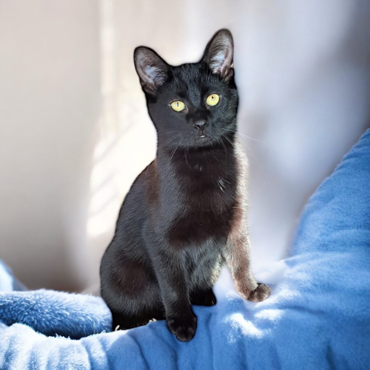Logan – Pet Patrol