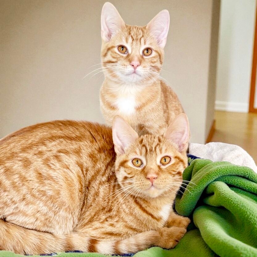 Gizmo & Gadget – Pet Patrol