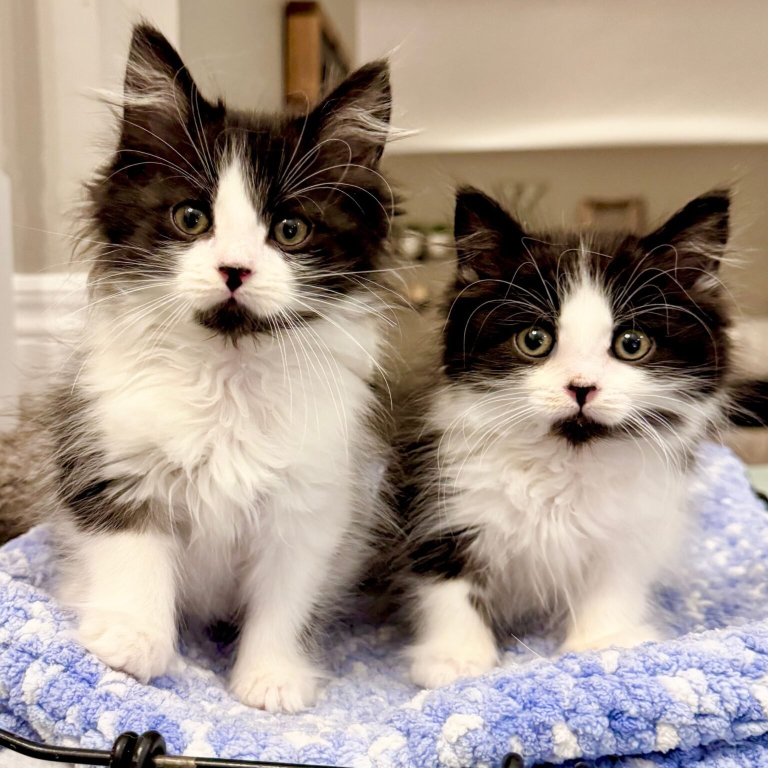 Pippa & Pandra – Pet Patrol