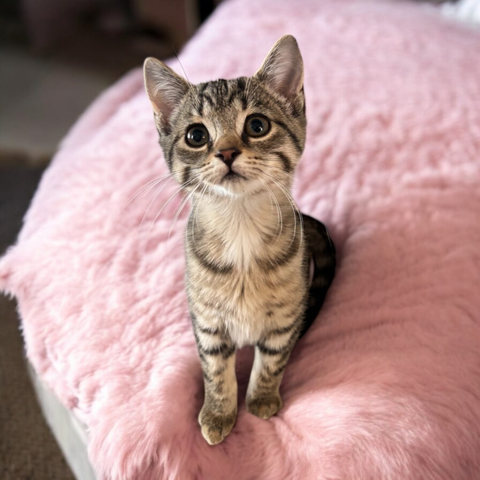 Abigail – Pet Patrol