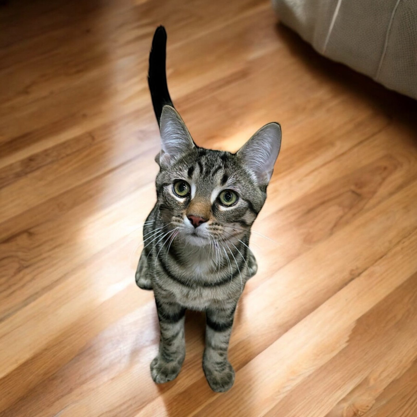 Nigel – Pet Patrol