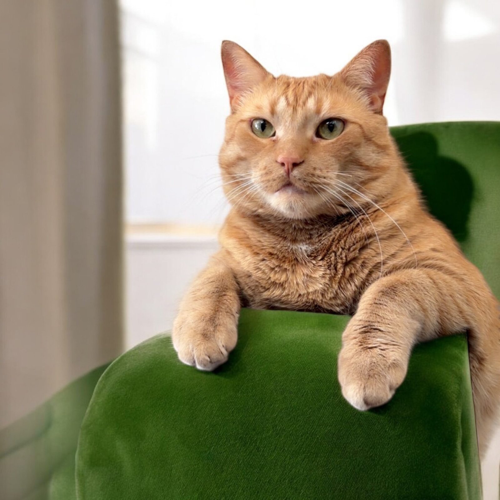 Cylus – Pet Patrol