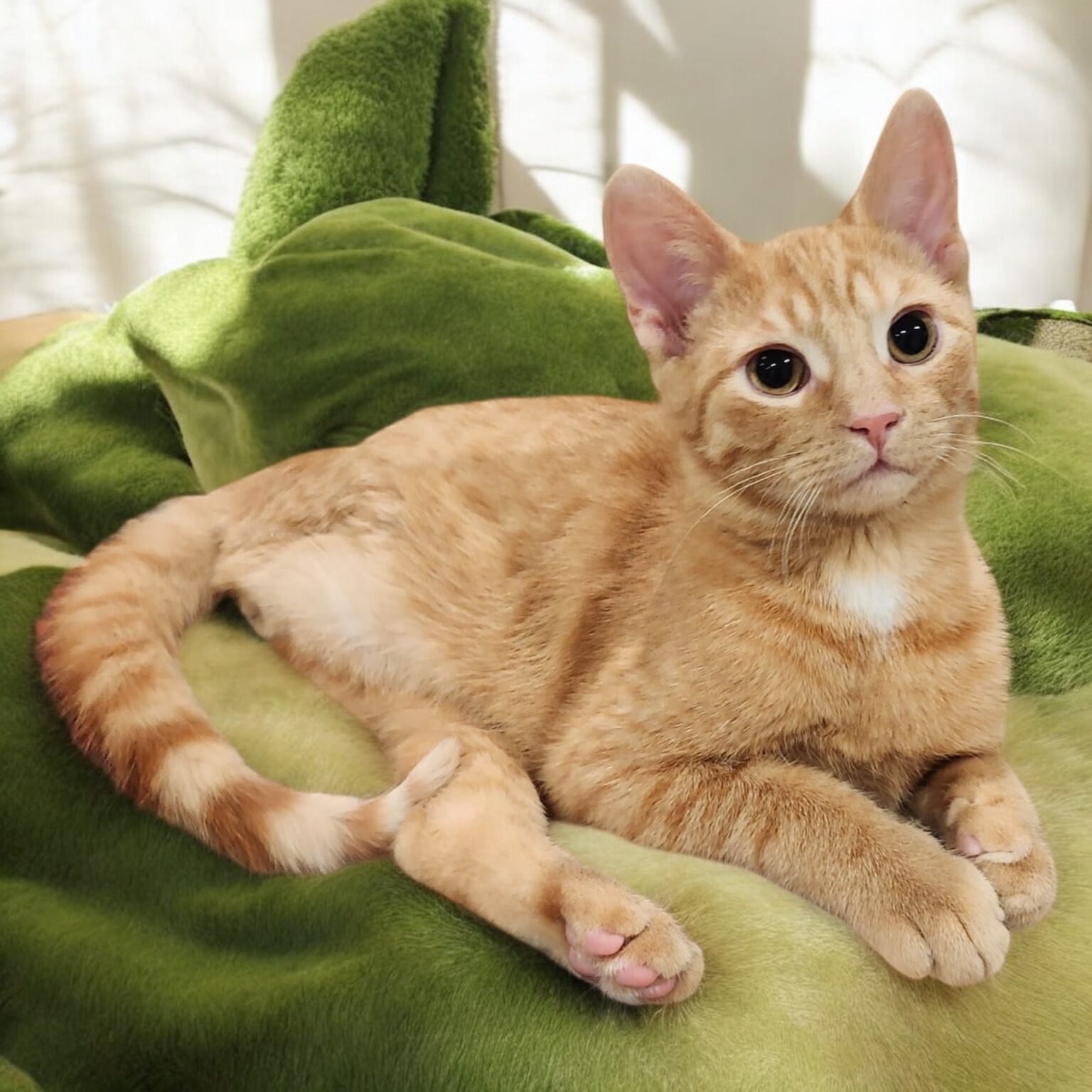 Rusty – Pet Patrol
